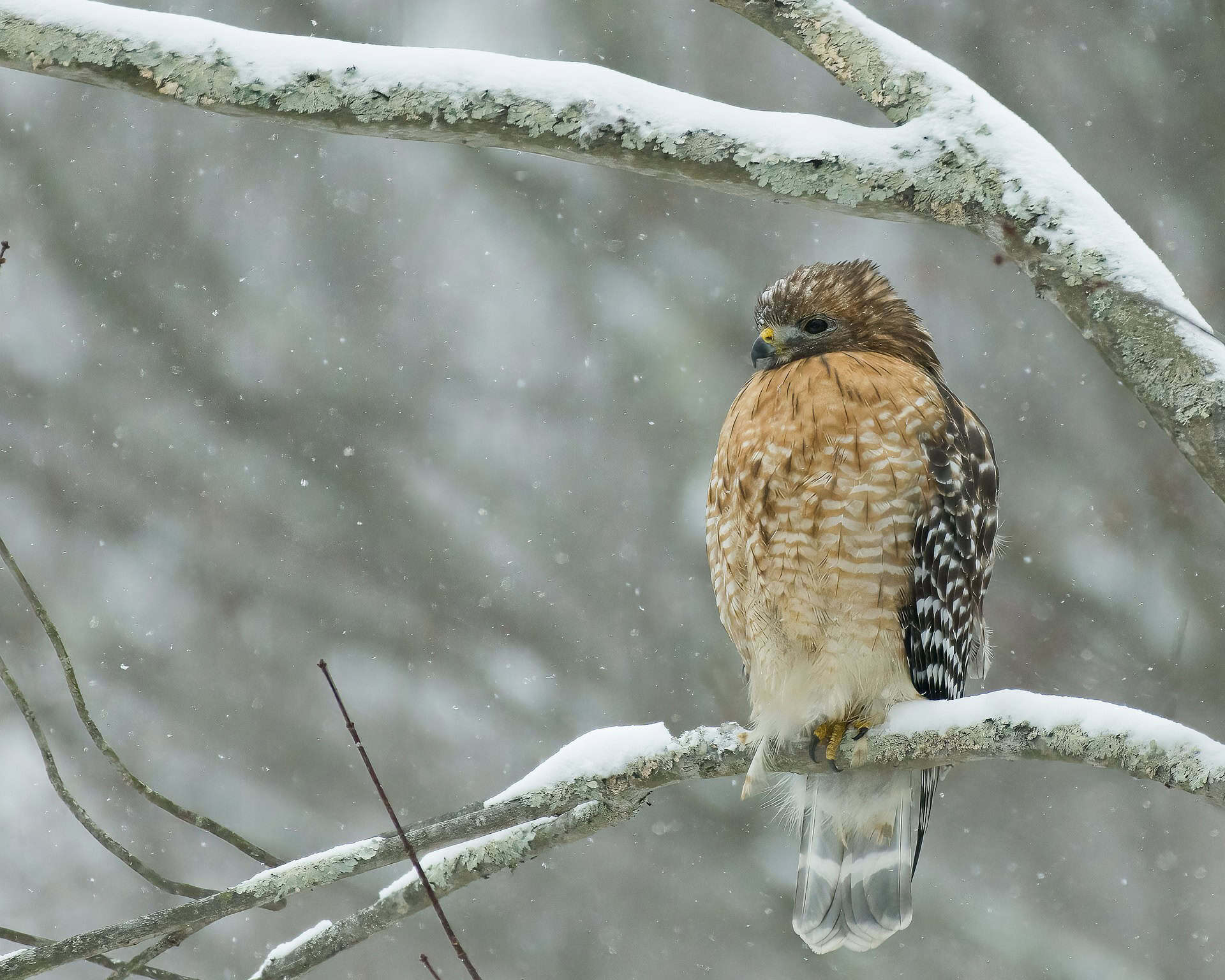 What can a falconer hunt with a Red Shouldered Hawk? - Falconry Advice