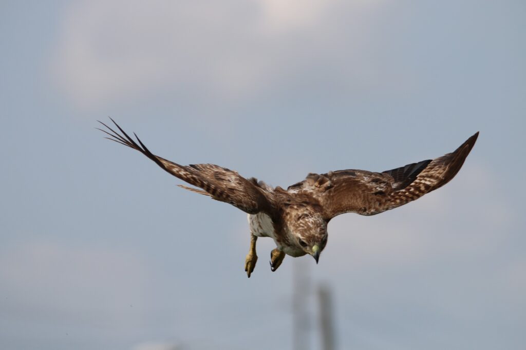 Free Flight Training For A Red-Tailed Hawk - Falconry Advice