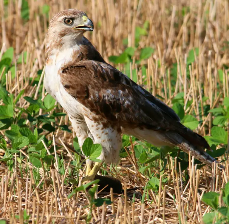 Red-Tailed Hawk Breeding: Insights and Practices in Falconry - Falconry ...