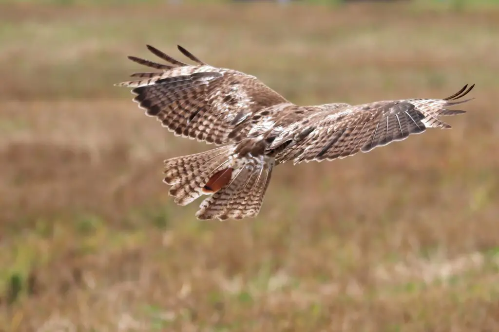 Red-Tailed Hawk Breeding: Insights and Practices in Falconry - Falconry ...