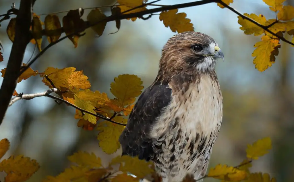 How Long Does It Take to Train a Red-Tailed Hawk - Falconry Advice