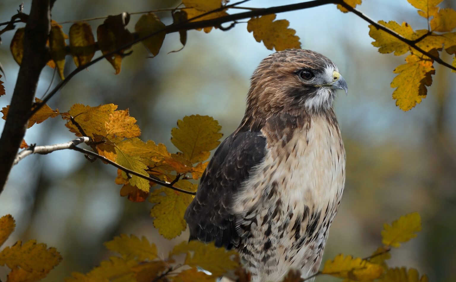 How Much Does It Cost To Buy A Hawk? - Falconry Advice