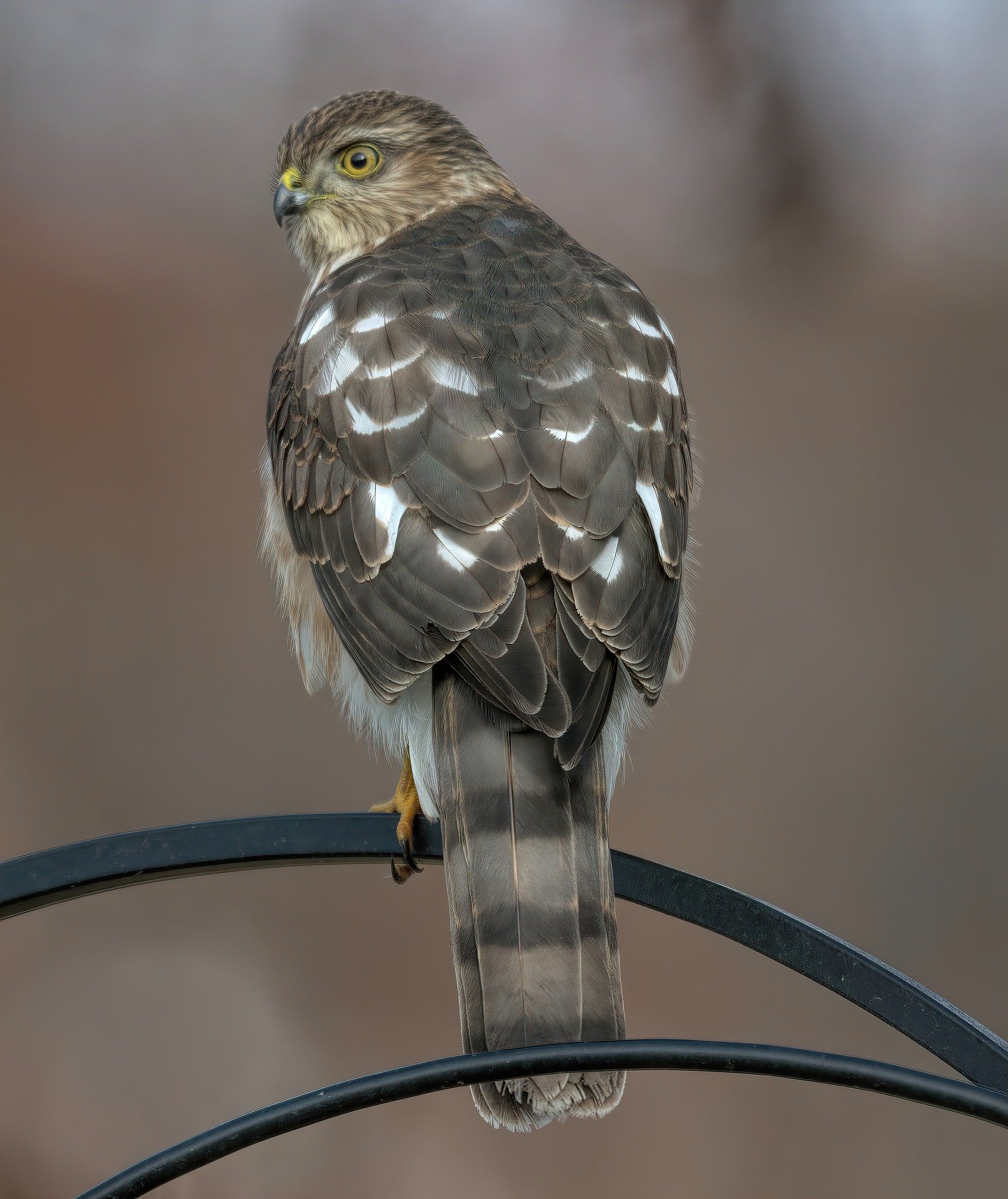 Are Cooper's hawks aggressive? - Falconry Advice
