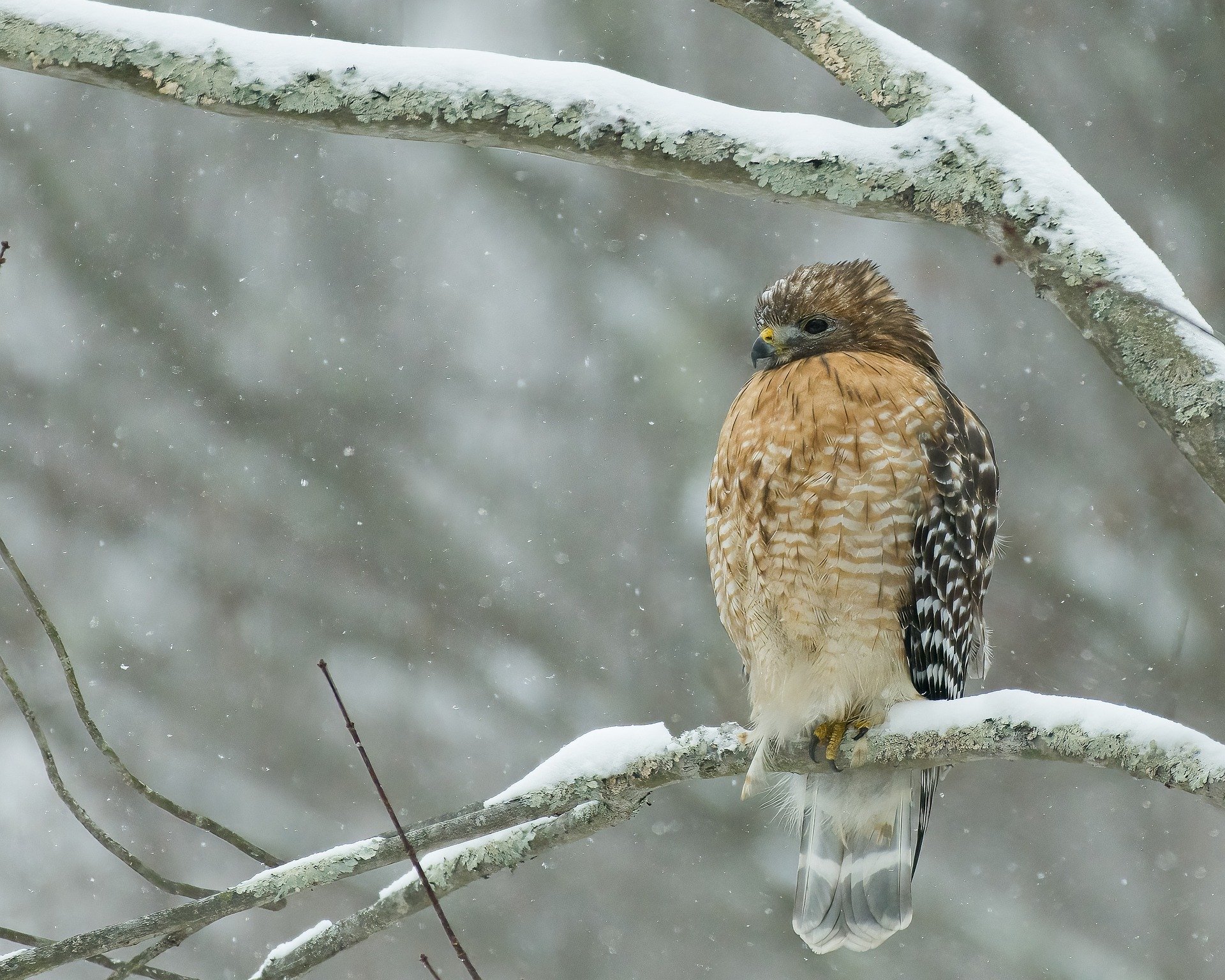 What Can I Feed My Red-Shouldered Hawk? - Falconry Advice