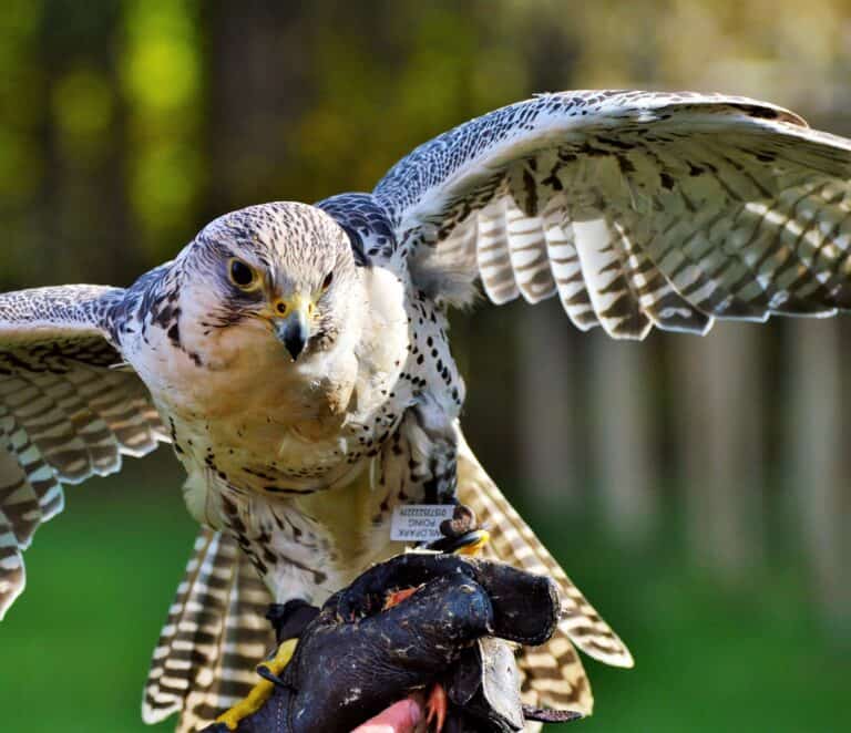 What Do Falconers Feed Their Falcons? - Falconry Advice