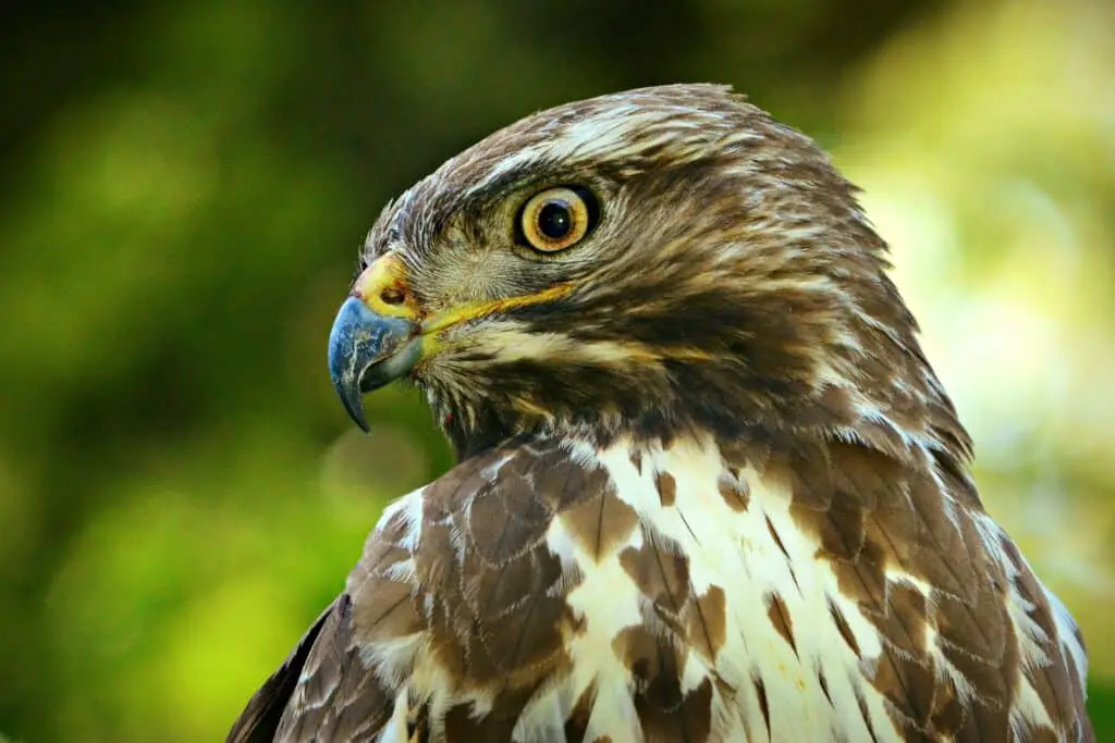 What Are the Best Birds for Falconry? For Beginners, Intermediate and ...
