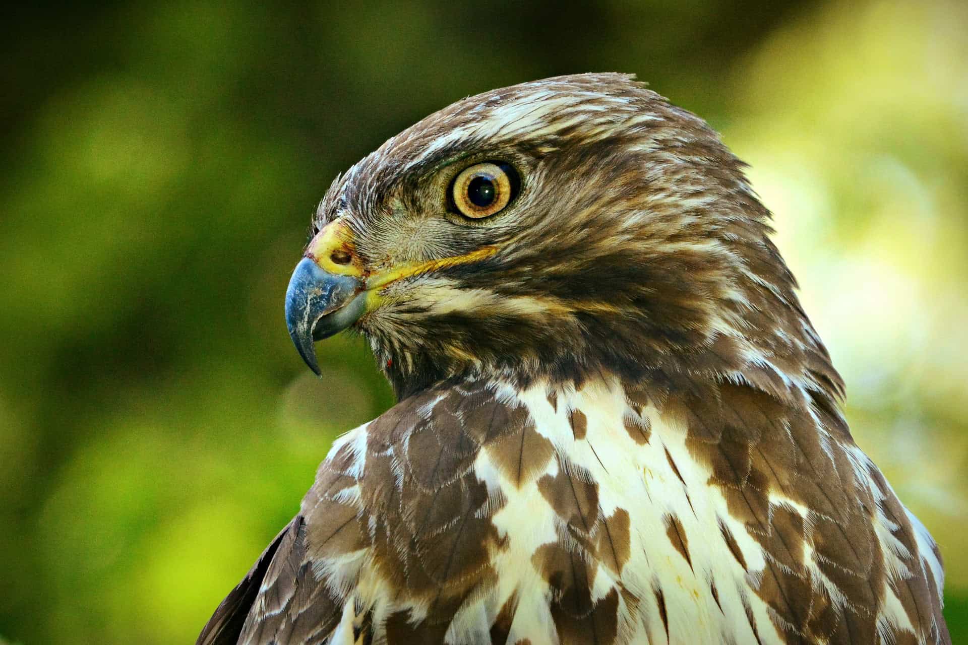 What Are the Best Birds for Falconry? For Beginners, Intermediate and ...