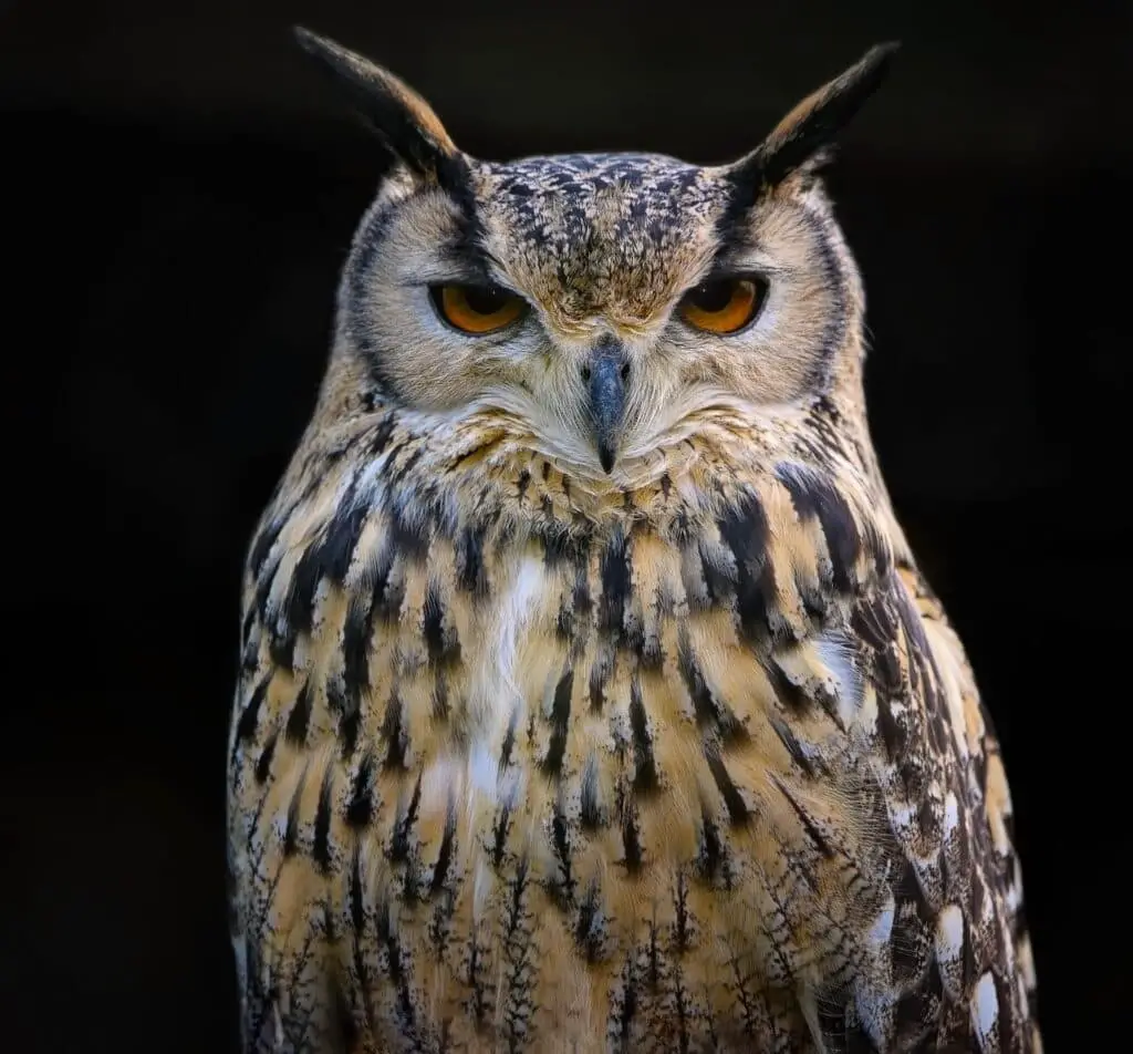 What Are the Common Diseases That Affect Owls in Falconry - Falconry Advice