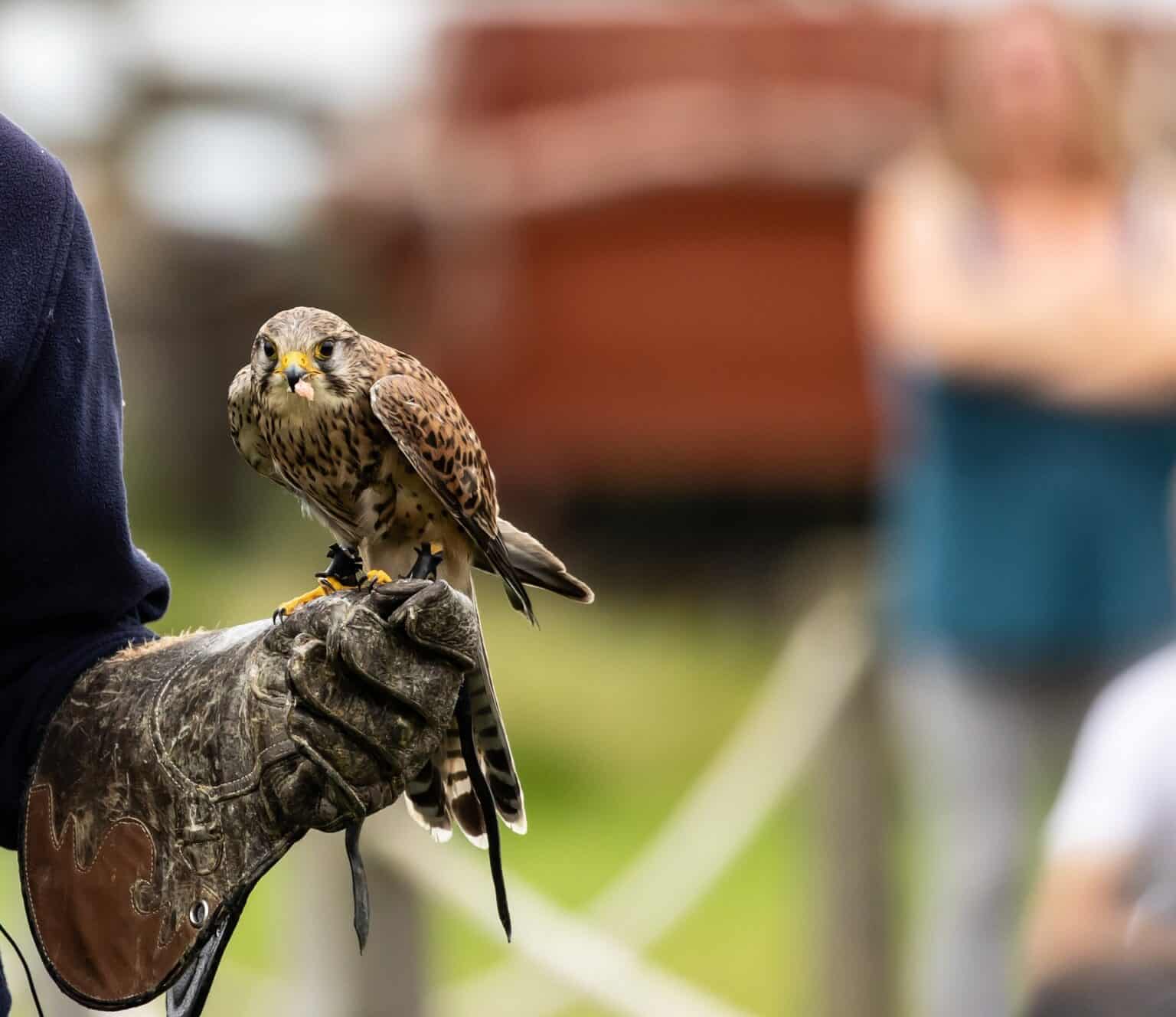 Breeding American Kestrels for Falconry: A Complete Guide - Falconry Advice