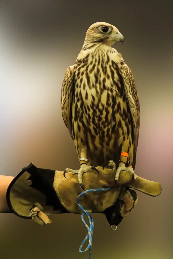 The Best Way to Bathe Birds of Prey - Falconry Advice