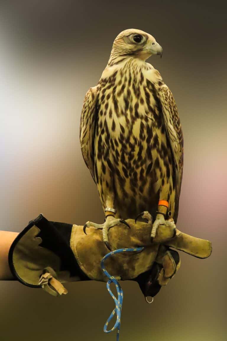 Getting Started In Falconry: A Step-by-Step Guide - Falconry Advice