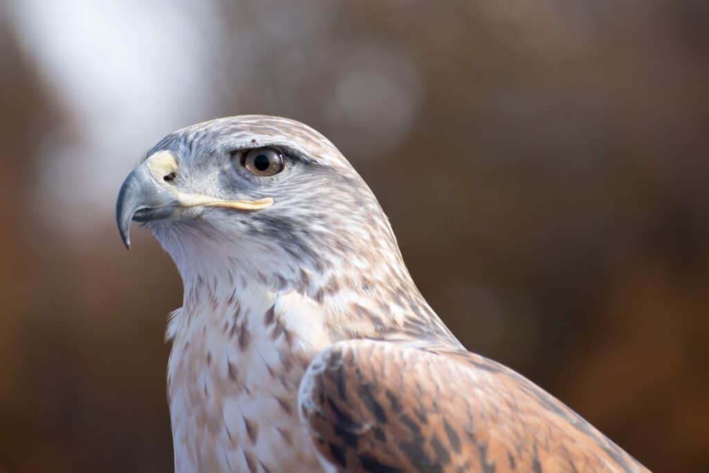 Breeding Ferruginous Hawks: Tips and Techniques - Falconry Advice