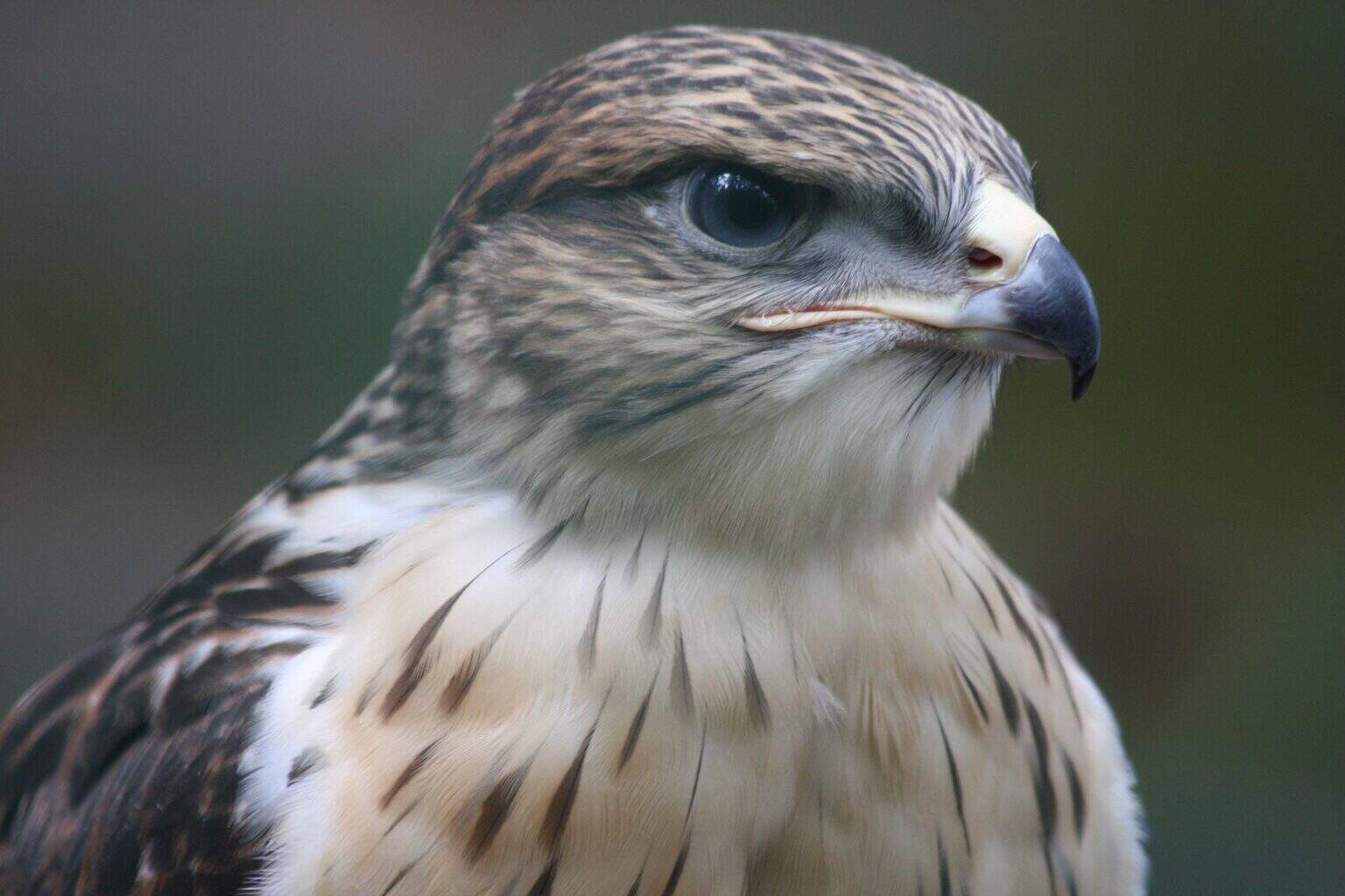 List of Hawks That Can Be Used for Falconry - Falconry Advice
