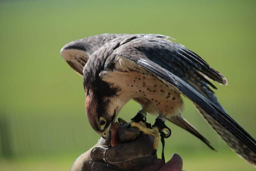 Hunting in Falconry (Step-by-Step Guide) - Falconry Advice