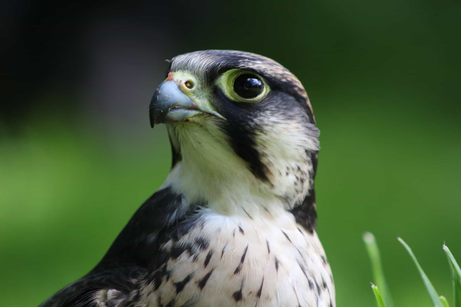 The Best Falcons for Beginners - Falconry Advice