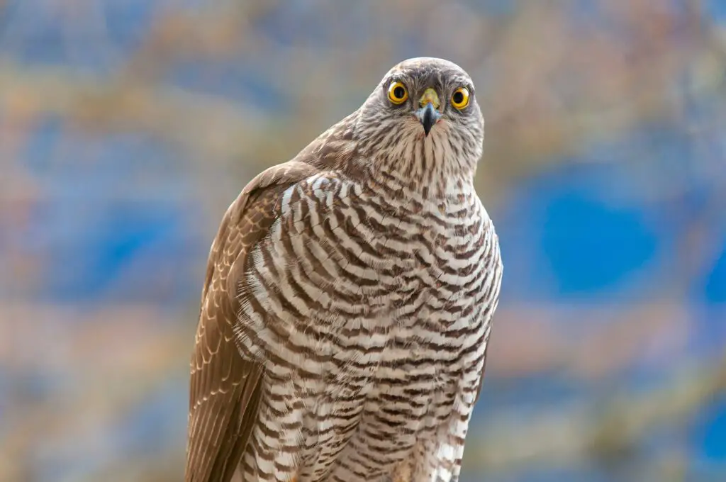 Sparrowhawks For Falconry - Falconry Advice