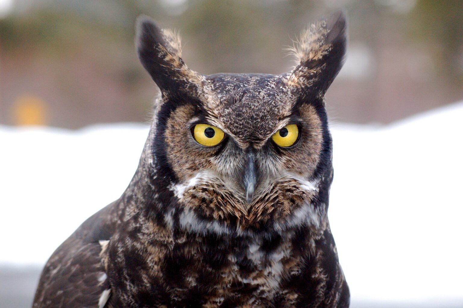 What Are the Common Diseases That Affect Owls in Falconry - Falconry Advice
