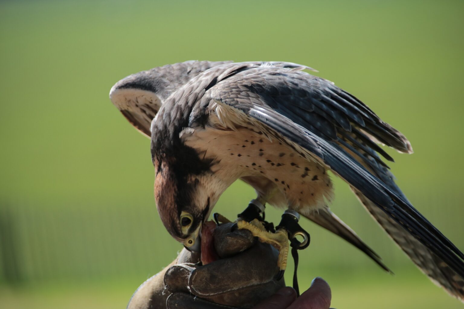 Falconry Training Courses - Falconry Advice