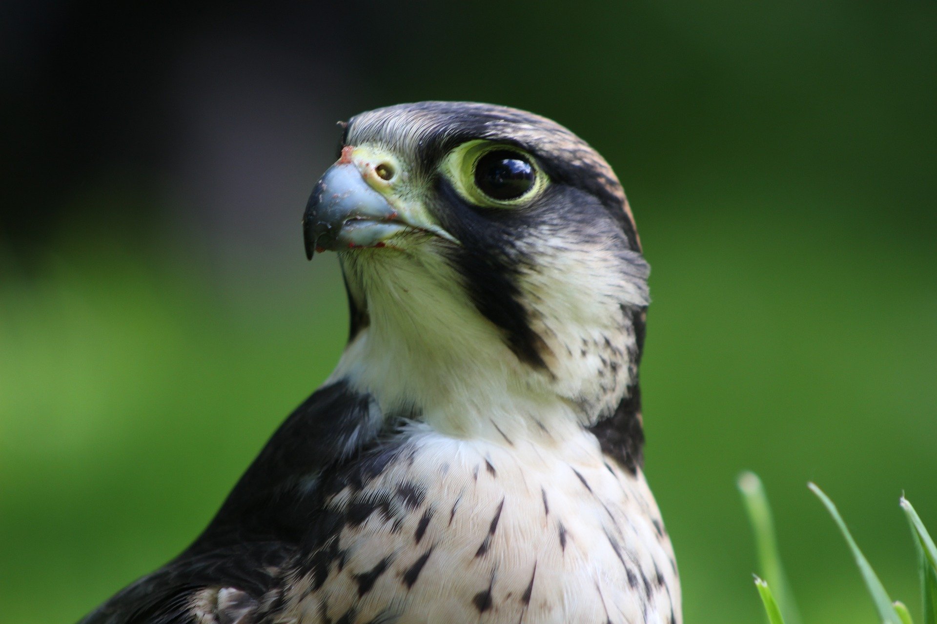What Are the Best Birds for Falconry? For Beginners, Intermediate and ...