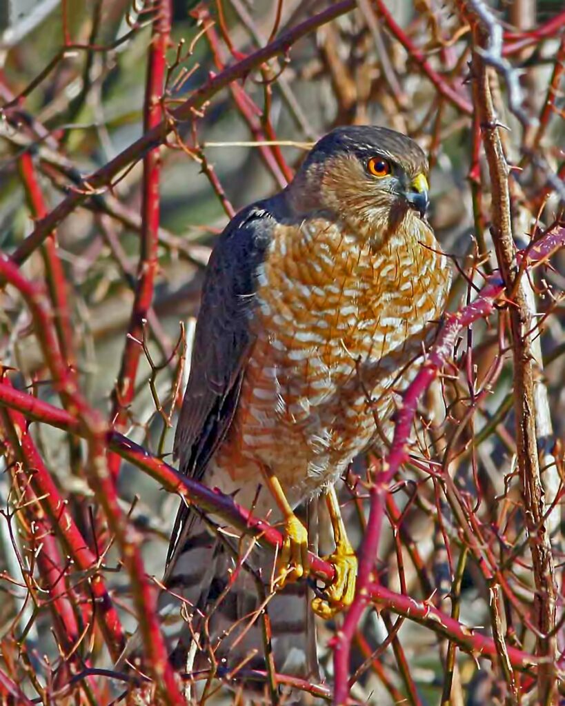 What Is the Biggest Hawk and Smallest Hawk for Falconry - Falconry Advice