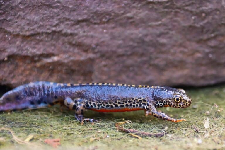 Understanding the Diet of Your Raptor? - Falconry Advice