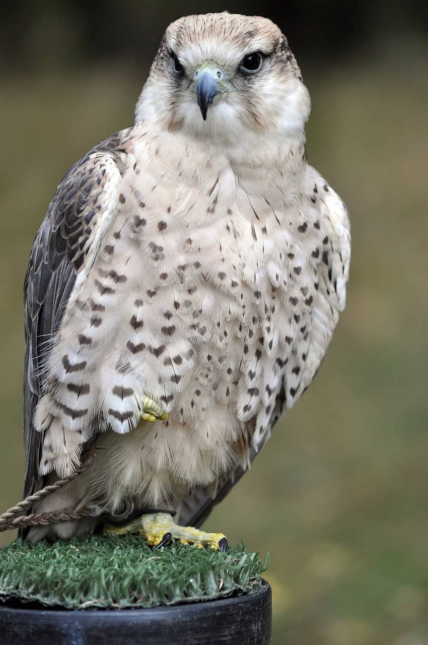 What Are the Most Common Diseases That Affect Falcons in Falconry ...