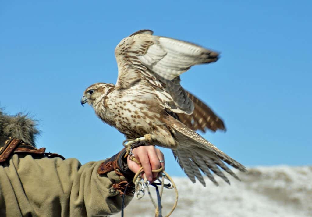 Jesses for Falconry: The Essential Tool - Falconry Advice