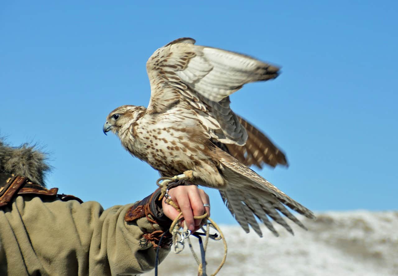 Jesses for Falconry: The Essential Tool - Falconry Advice