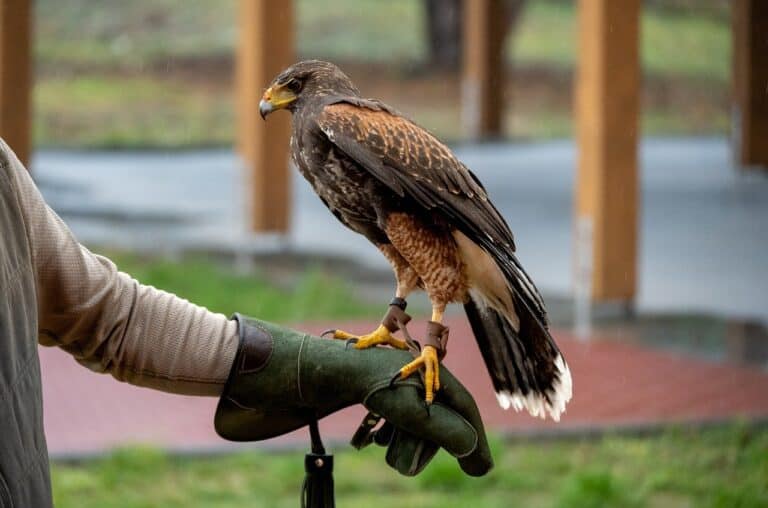 What Is Falconry?: A Comprehensive Overview for Beginners - Falconry Advice