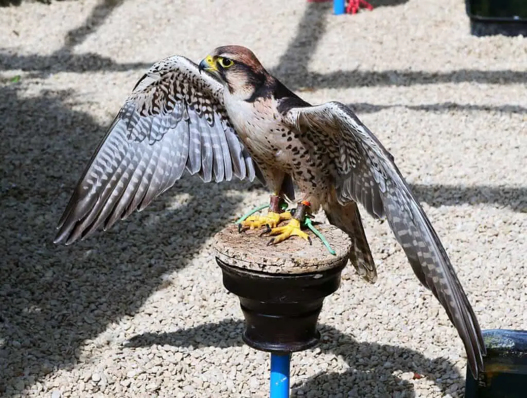 Perch Training Your Falconry Raptor: Building Trust and Foundation ...