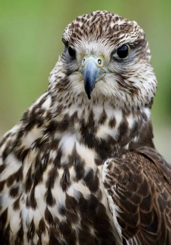 What falcons are used in falconry? - Falconry Advice