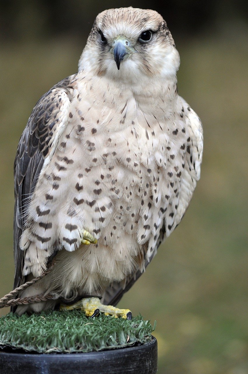 Red-Shouldered Hawk Vs. Cooper's Hawk - Falconry Advice