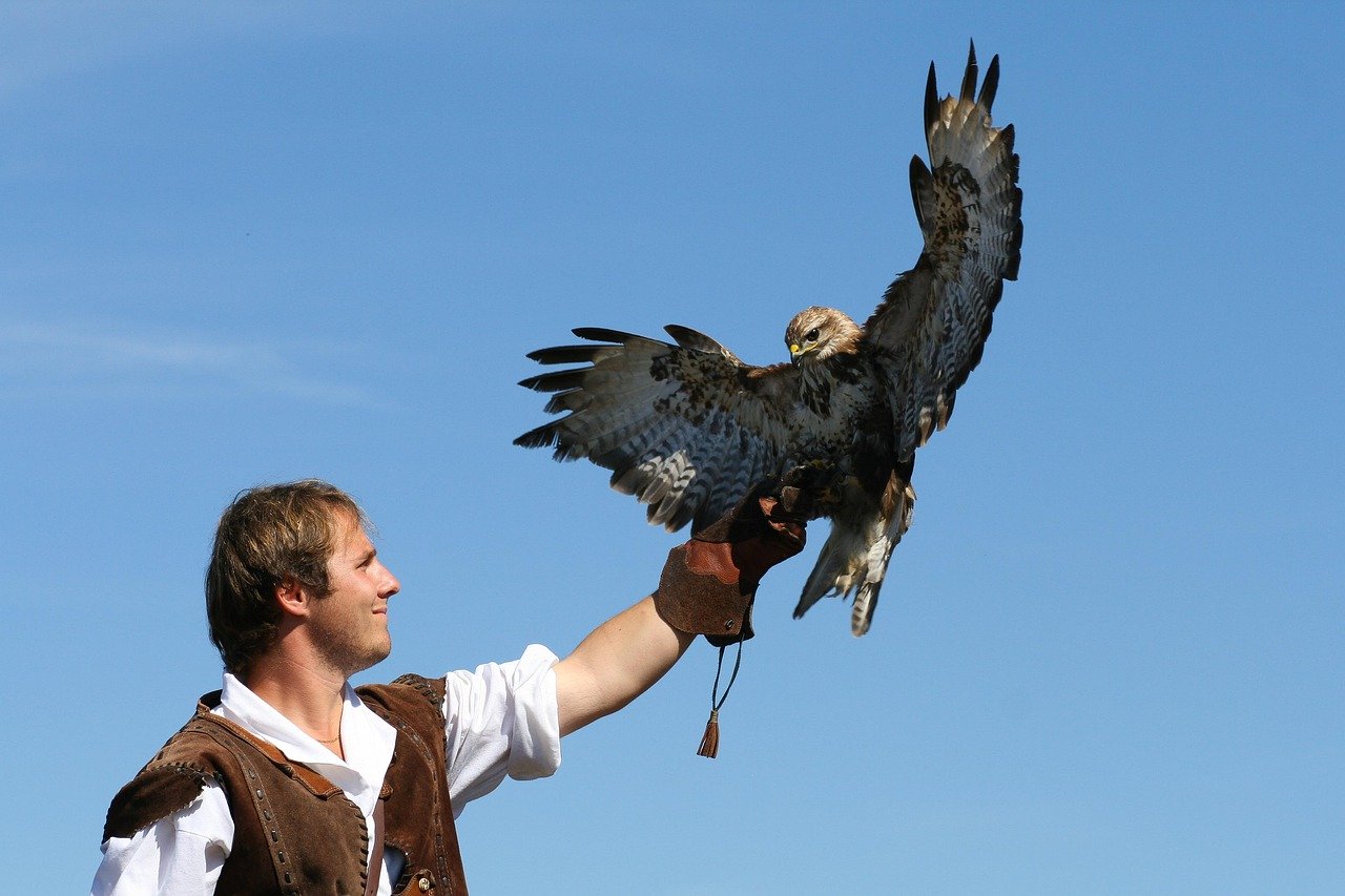 Getting Started In Falconry: A Step-by-Step Guide - Falconry Advice