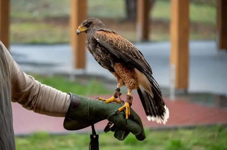 Falconry Practice Test - Falconry Advice