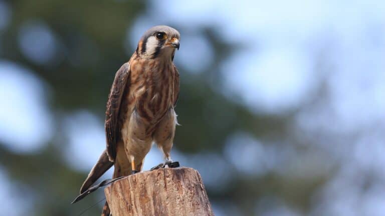 American Kestrel in Falconry - All You Need To Know - Falconry Advice