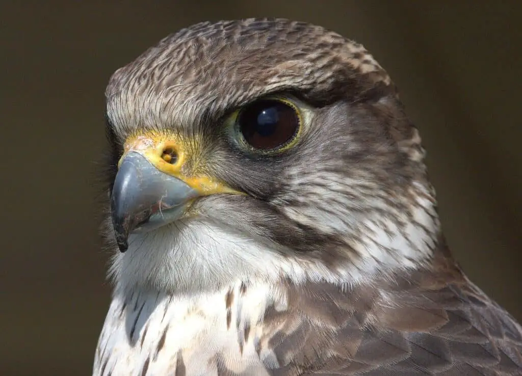 When Is the Best Time to Start Breeding Gyrfalcons - Falconry Advice