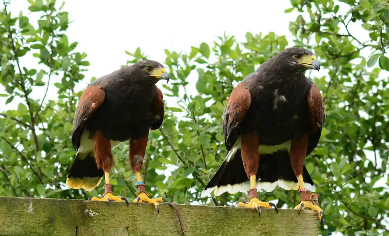 Harris Hawk Hunting - Falconry Advice