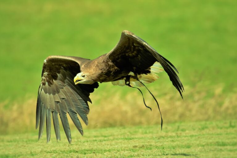 Real-Time Tracking for Falconers: Choosing the Right Telemetry for Your ...