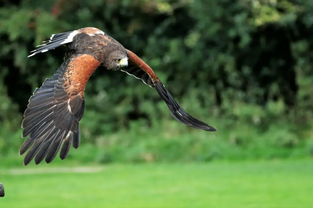 Are Harris hawks aggressive? - Falconry Advice