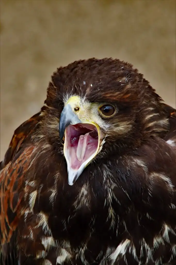 How long does it take to train a Harris hawk? - Falconry Advice