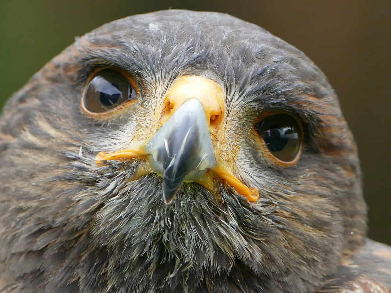 How Far Can a Harris Hawk See - Falconry Advice