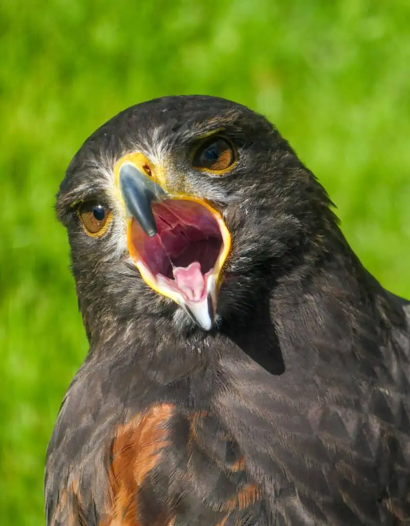 How Far Can a Harris Hawk See - Falconry Advice