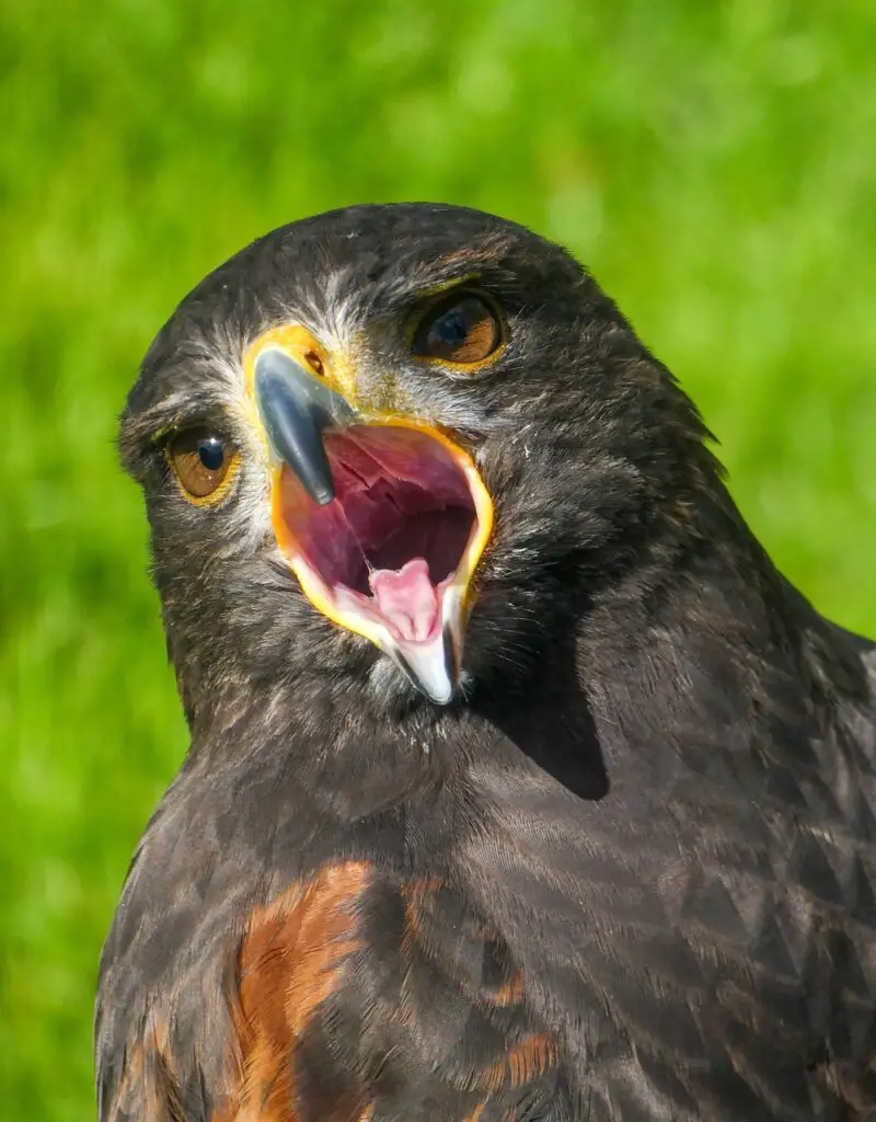 How Far Can a Harris Hawk See - Falconry Advice