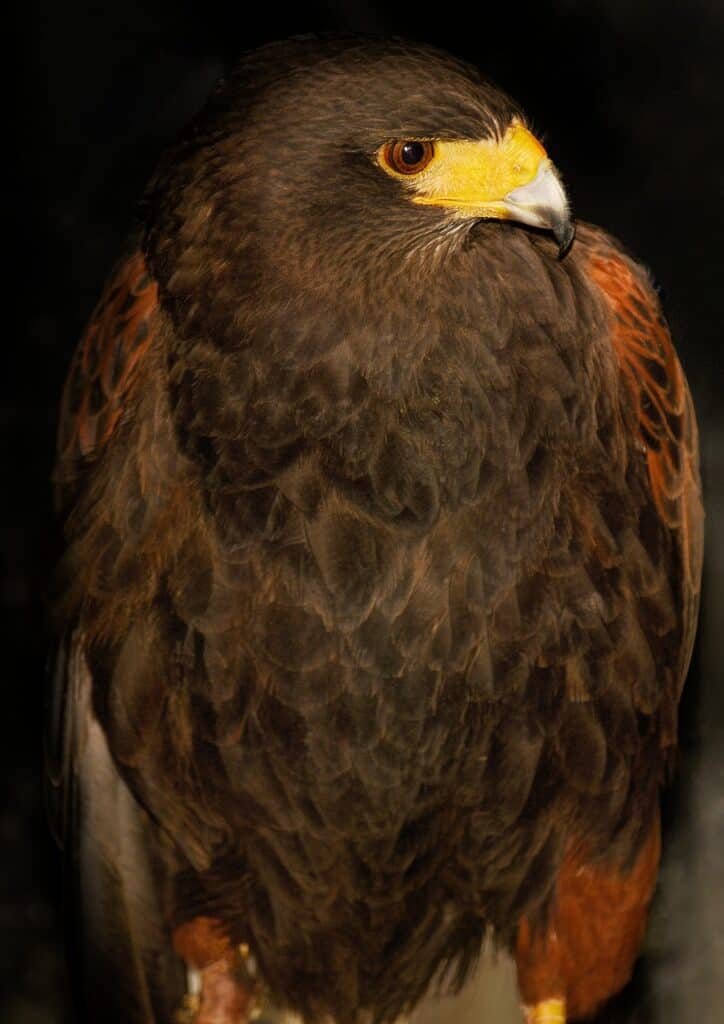 Are Male or Female Peregrine Falcons Better for Falconry? : A Complete ...