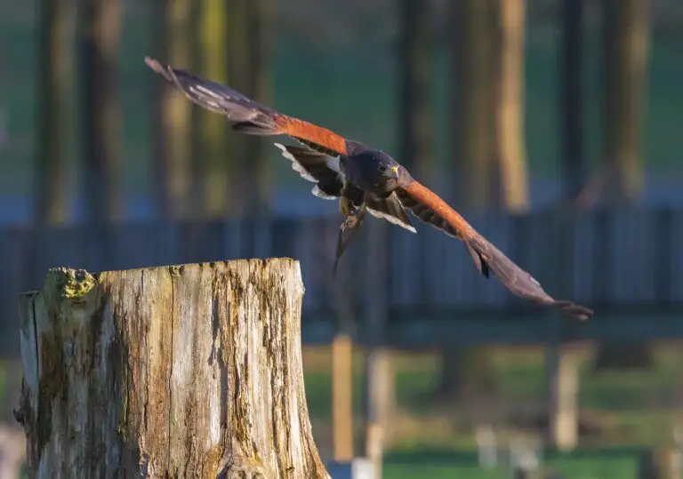 What Is Falconry?: A Comprehensive Overview for Beginners - Falconry Advice