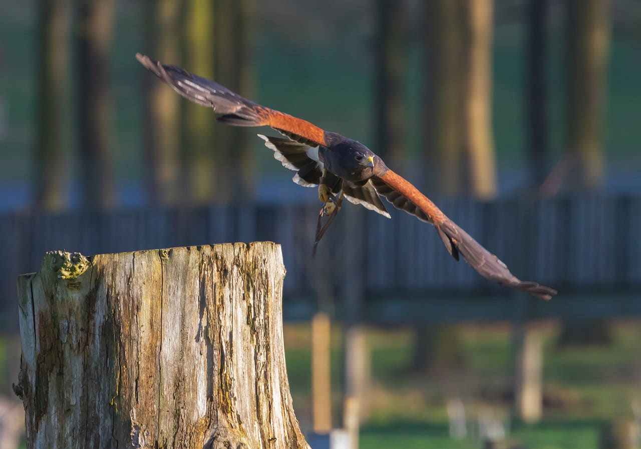 How to Best Regulate Temperature for Your Harris Hawks Aviary or Mew ...