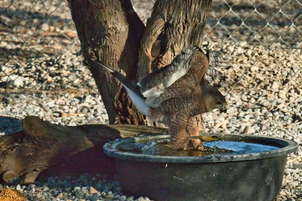 Animal Welfare in Falconry: Prioritizing the Well-Being of Birds ...