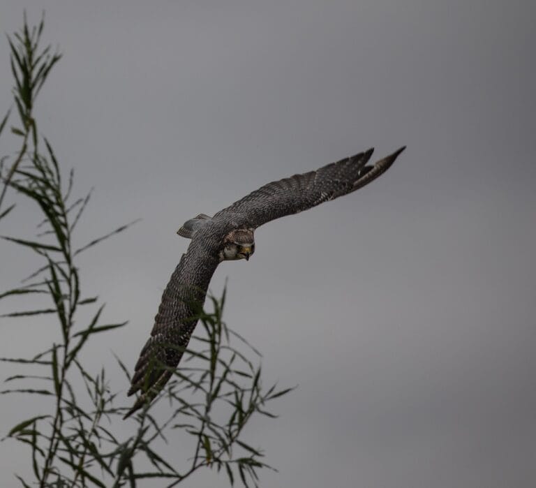 How Far Do Falconers Fly Their Peregrine Falcons? - Falconry Advice