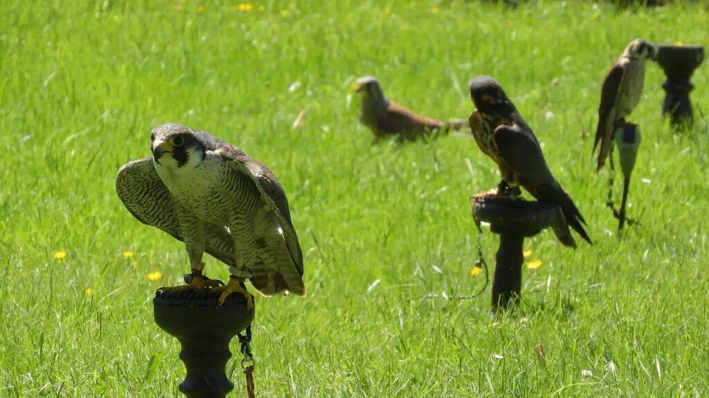 Mastering Falconry Techniques: Waiting on Style - Falconry Advice