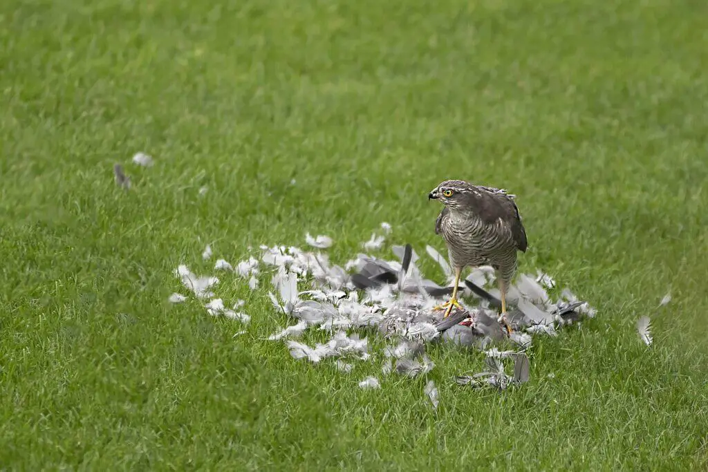 Sparrowhawk Breeding in Falconry: A Comprehensive Guide - Falconry Advice